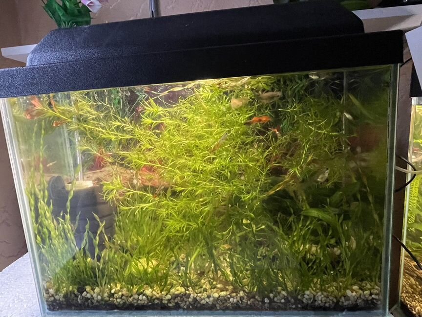 Небольшой аквариум
