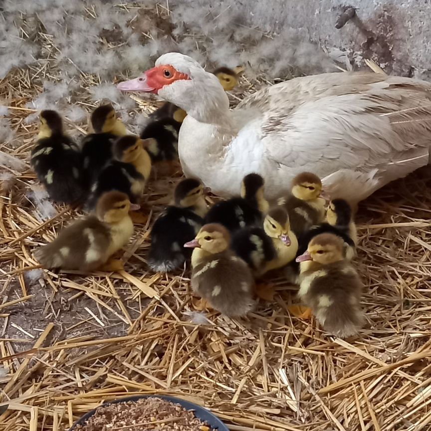 Утята индоутки