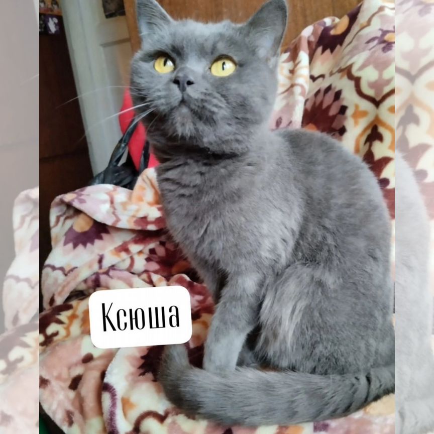 Отдам котиков в добрые руки