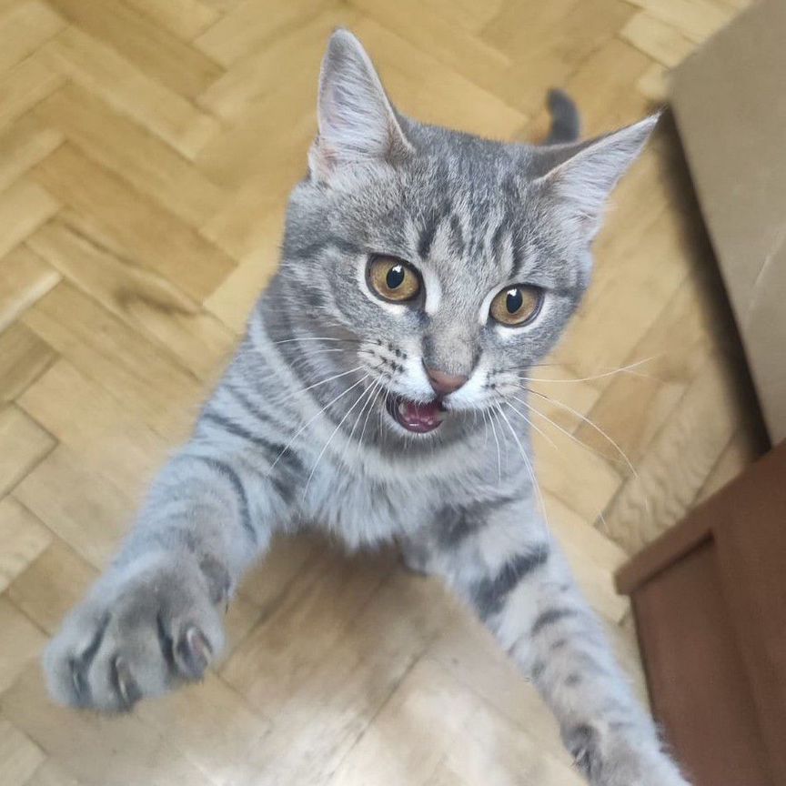 Кот Мишель