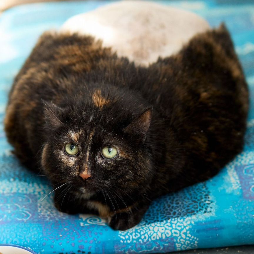 Взрослая, кошка в добрые руки