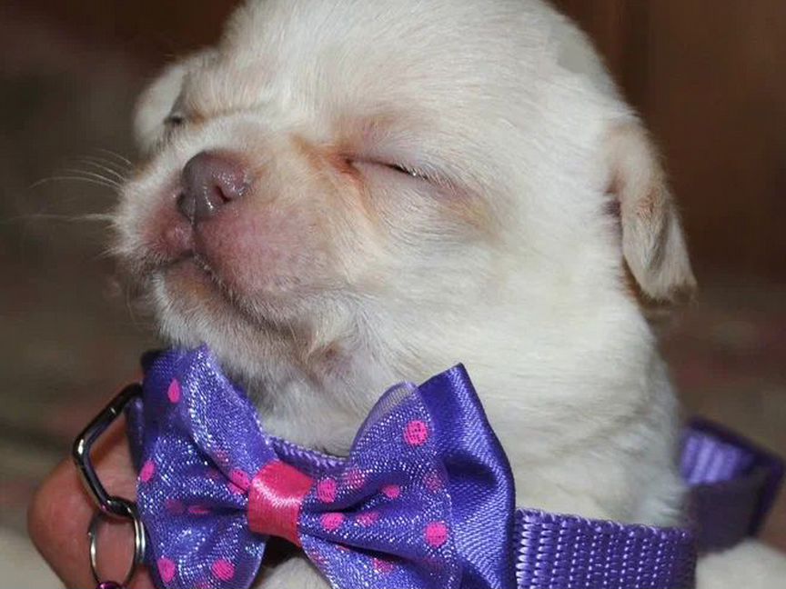 Чихуашечка-милашечка. Девочка под резерв