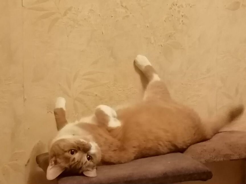 Кошка в добрые руки бесплатно