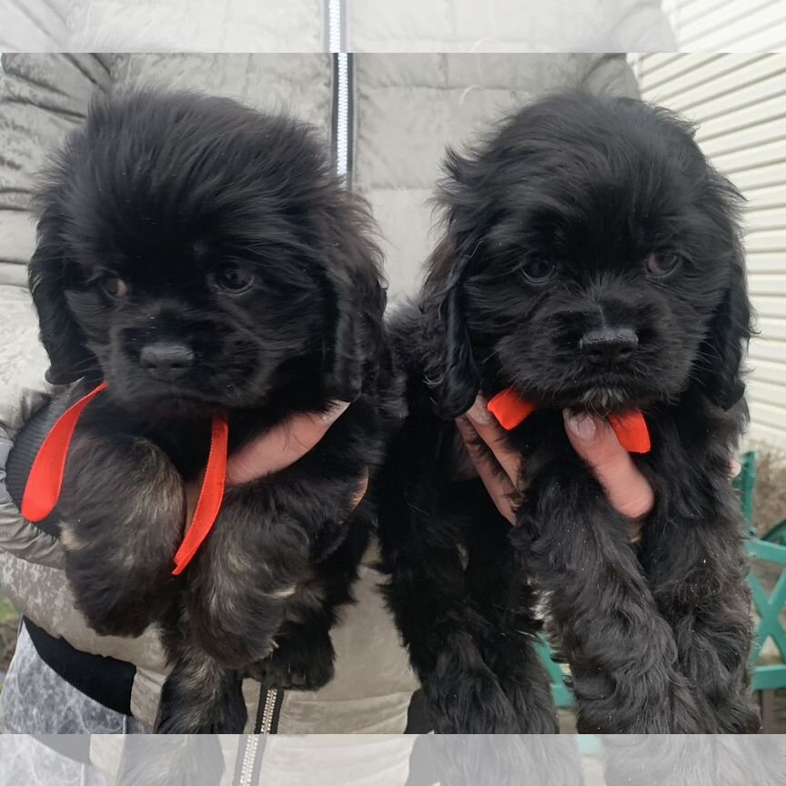 Американский кокер-спаниель, щенок