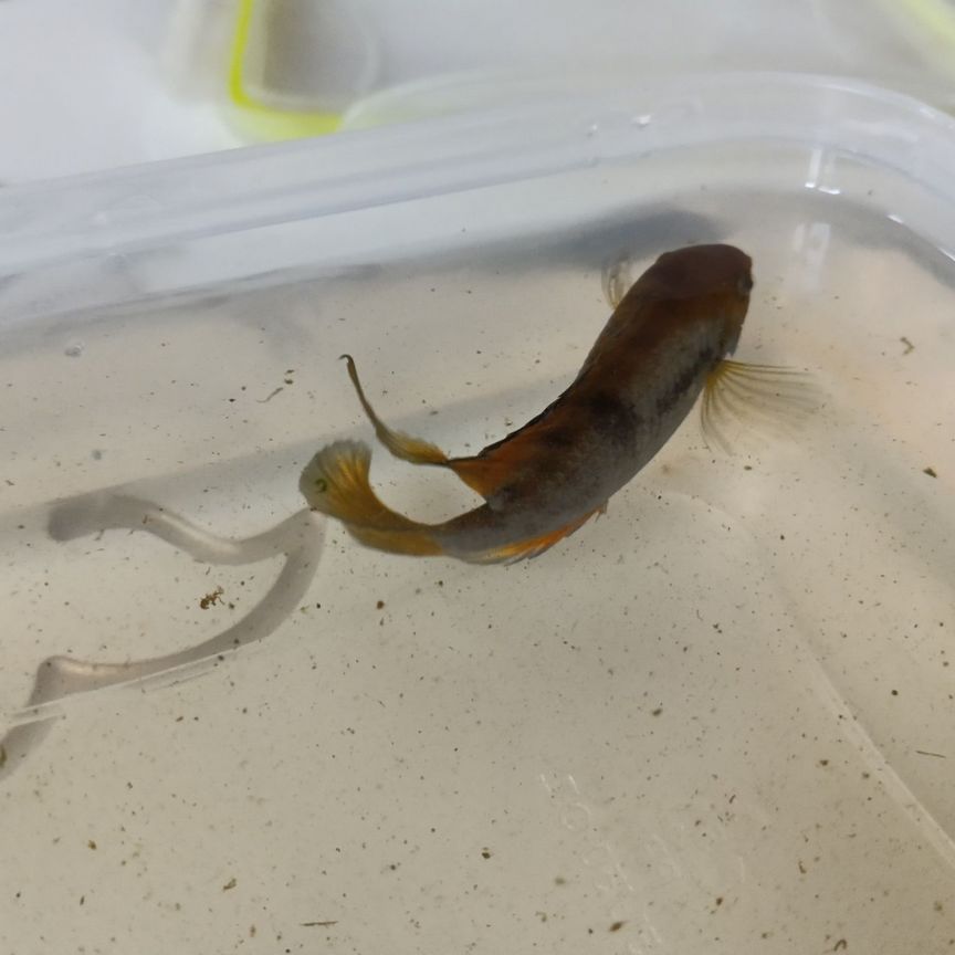 Рыба Цихлазома седжик