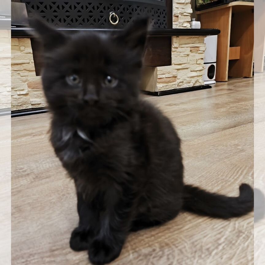 Мейн-кун котёнок