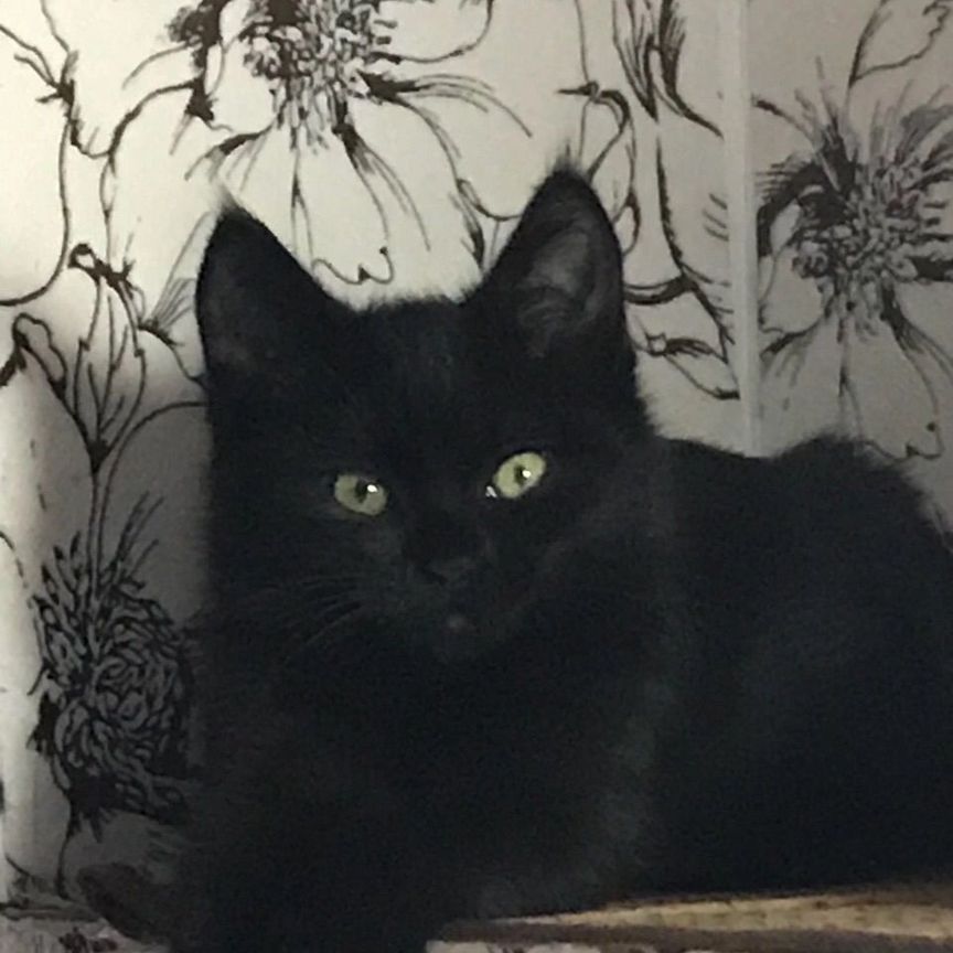 Отдам бесплатно кошечку 3,5 месяца