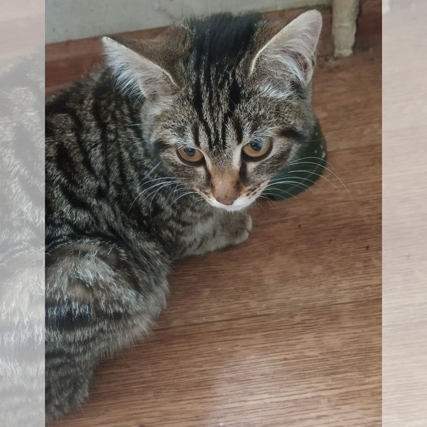 Сибирский котёнок