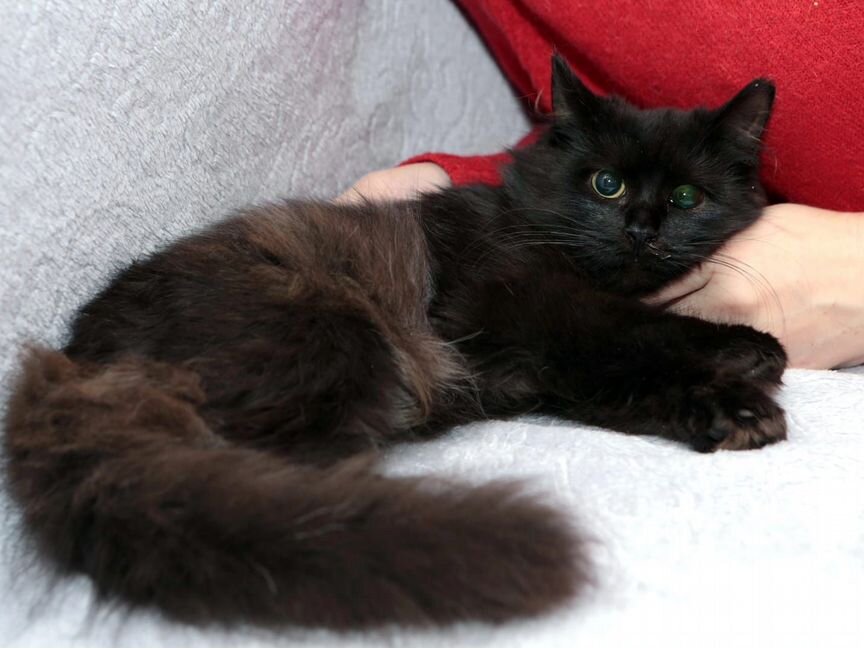 Котенок Ежевичка в добрые ручки