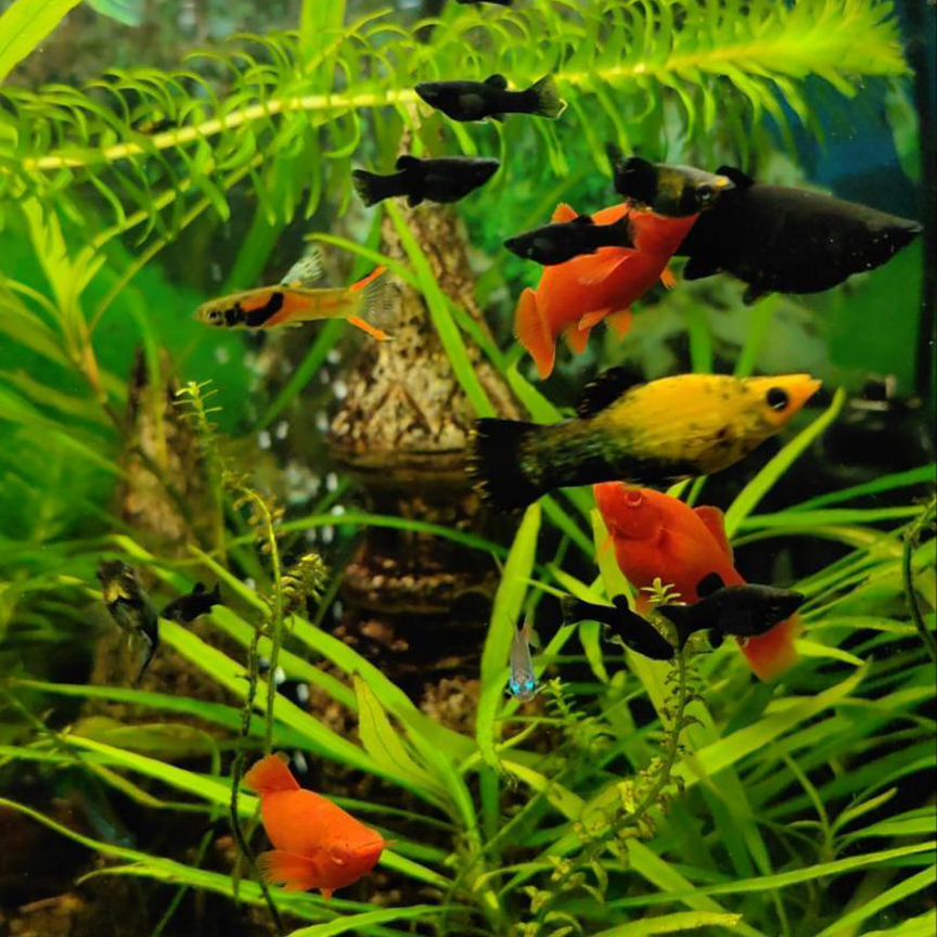 Моллинезия