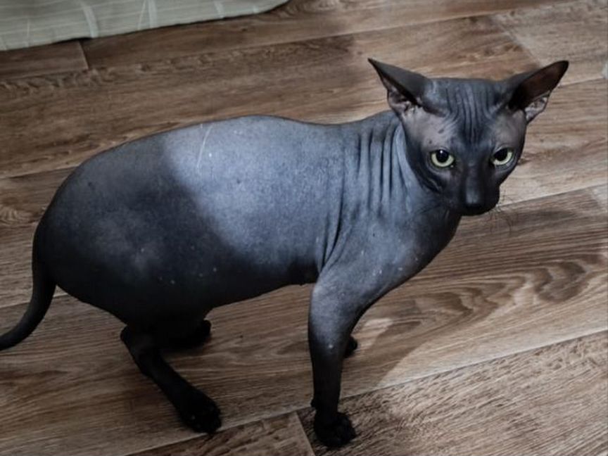 Донской сфинкс