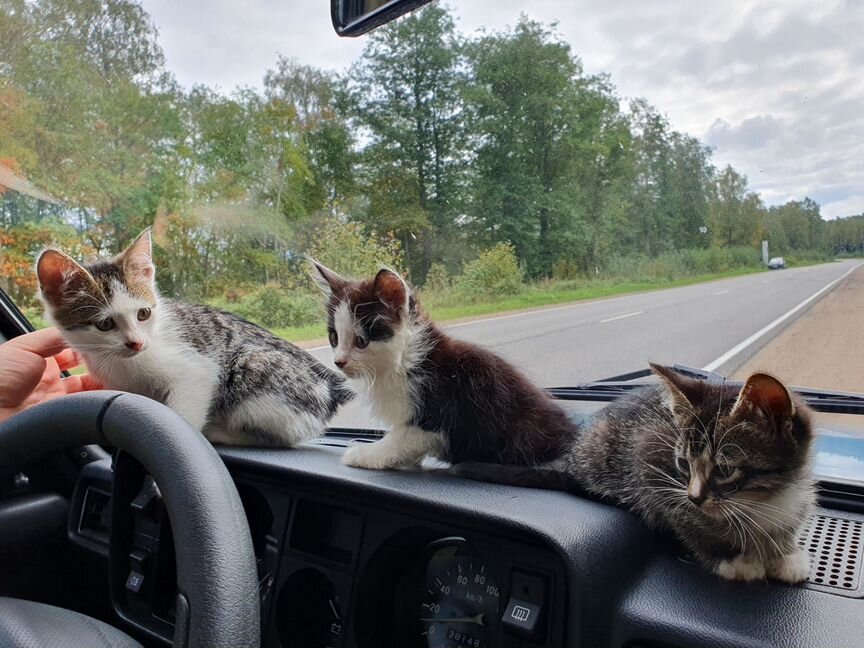 Отдаём котят в хорошие руки