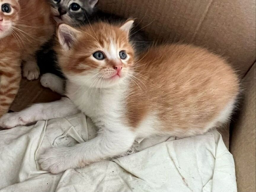 Маленький рыжий котенок