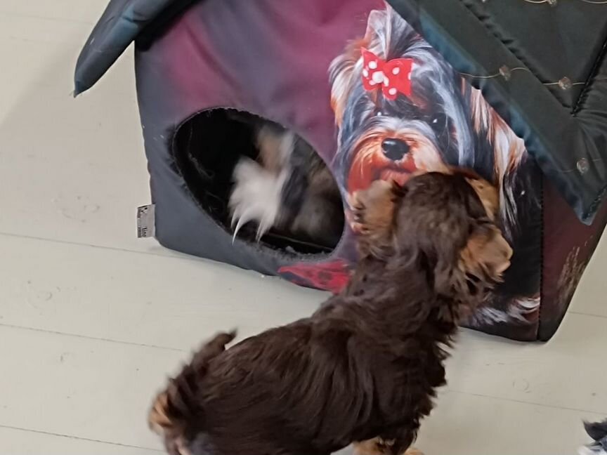 Маленькая собака