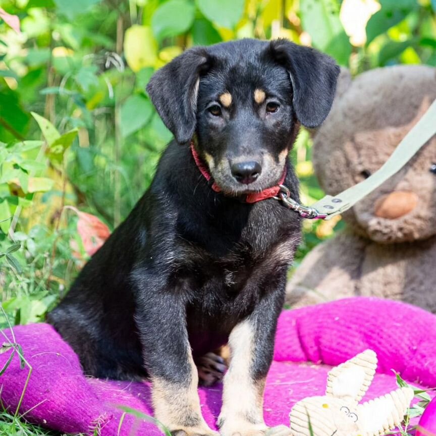 Щенок в добрые руки бесплатно