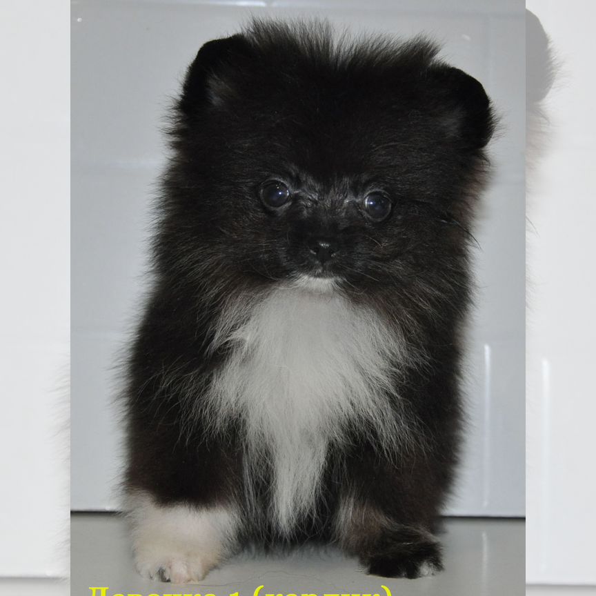 Чёрные жемчужинки