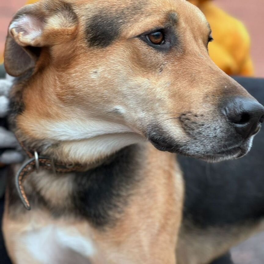 Собака, в добрые руки