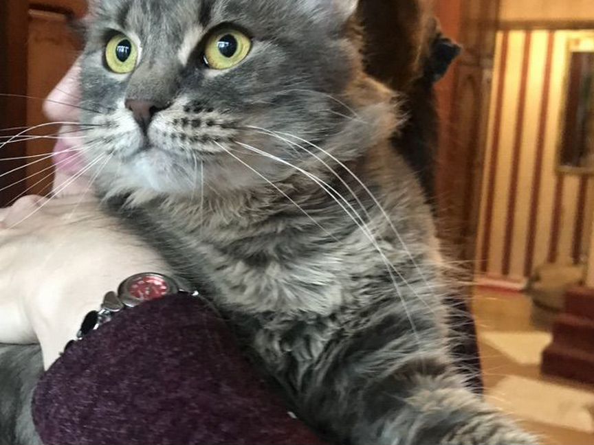 Молодая кошечка Манечка