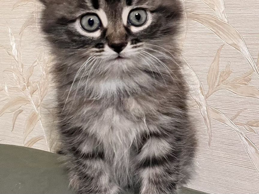 Кошечка домашняя 1 месяц 1 неделя