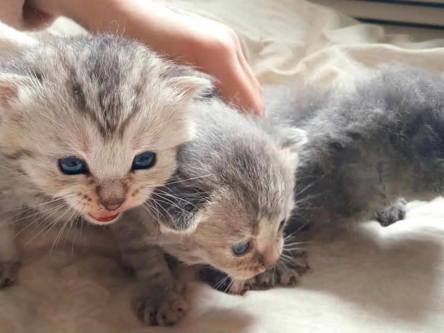 Котята от британки