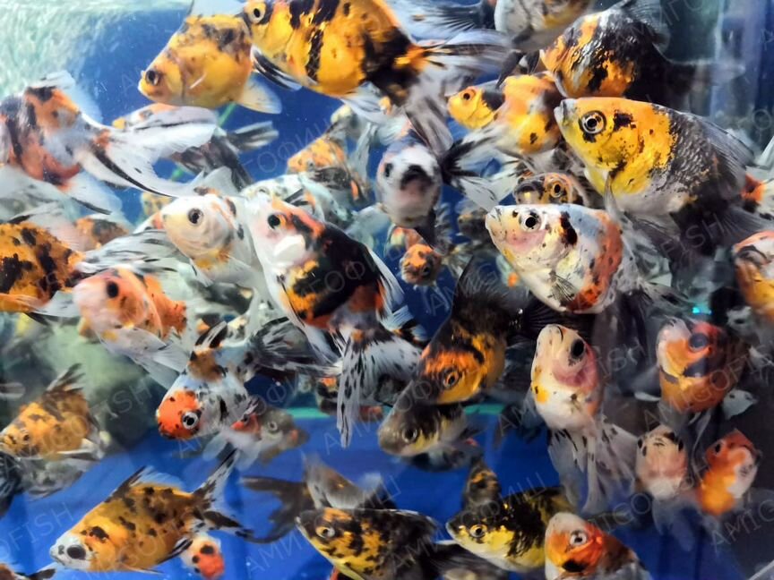 Золотая рыбка Риукин Ситцевый (Ryukin Goldfish va