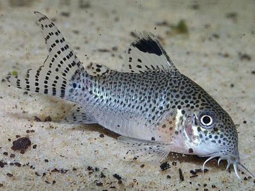 Коридорас Пунктатус, Сомик пятнистый (Corydoras P