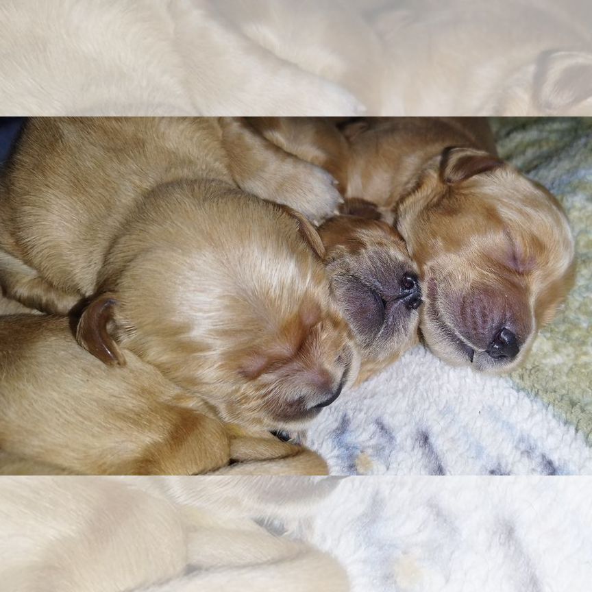 Золотистый ретривер, щенок