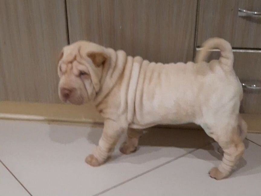 Щенки шарпей с документами РКФ