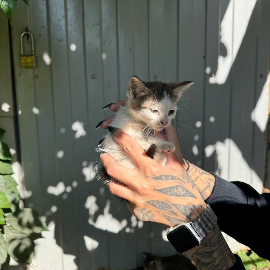 Котята в добрые руки
