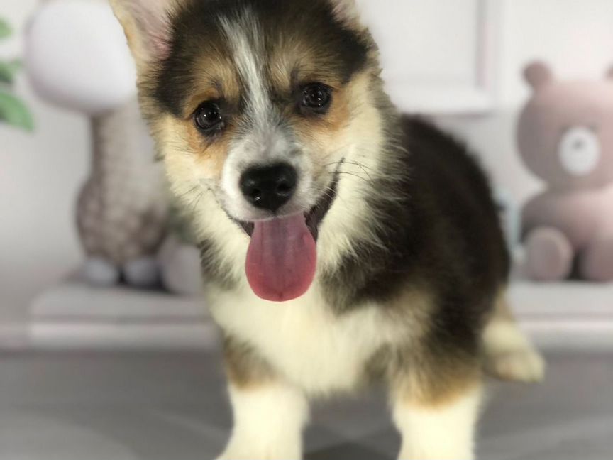 Весёлый парень корги