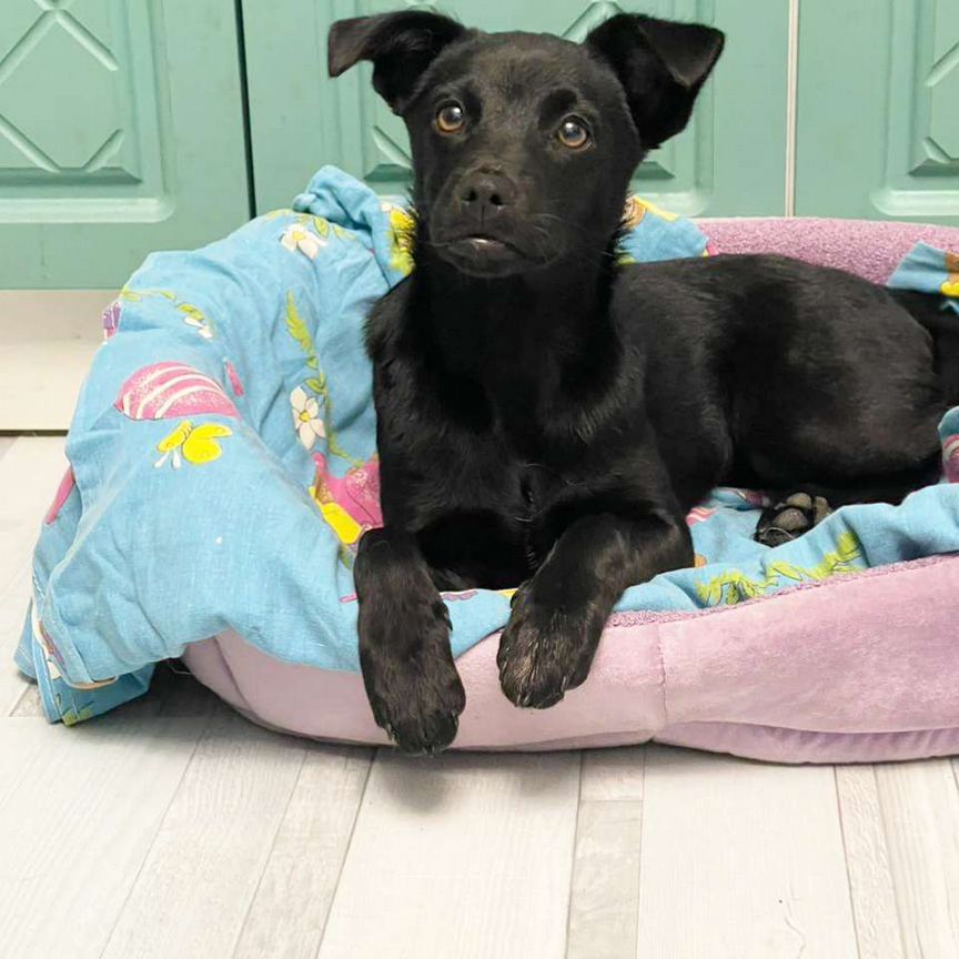 Собачка нерастушка