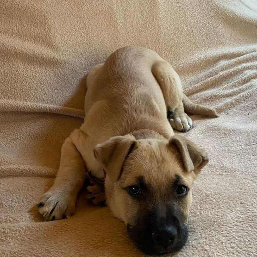 Бароша ищет дом