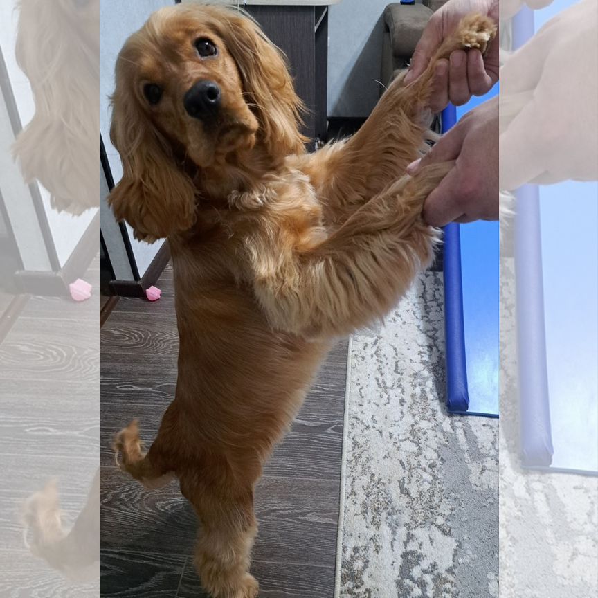 Английский кокер-спаниель, взрослая собака