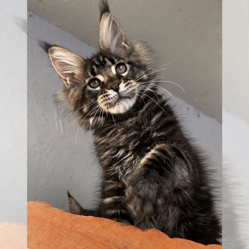 Котята мейн-кун