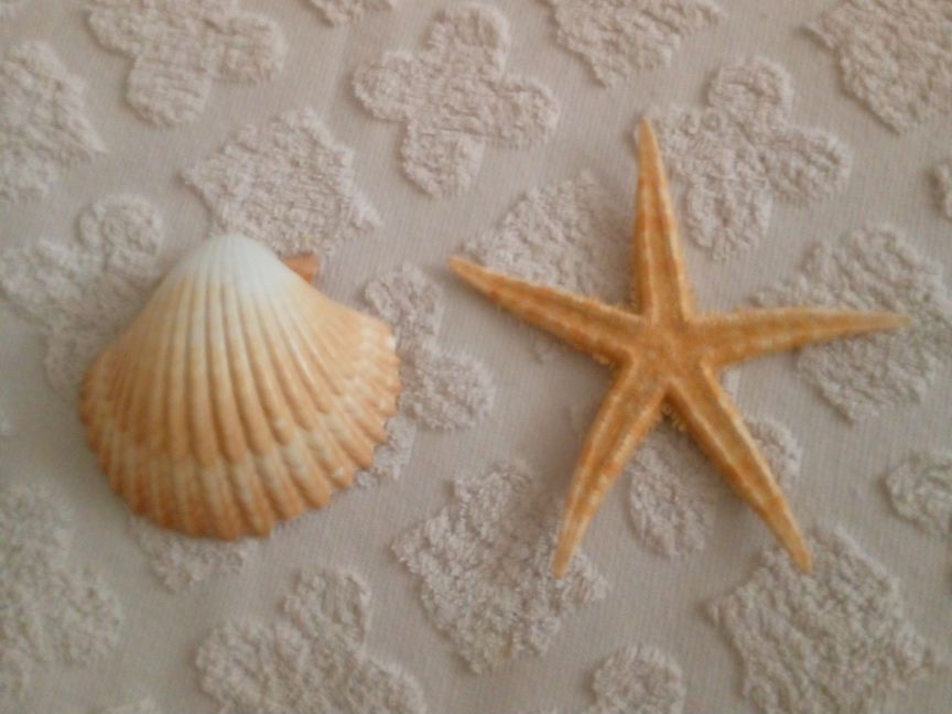 Морская раковина, звезда