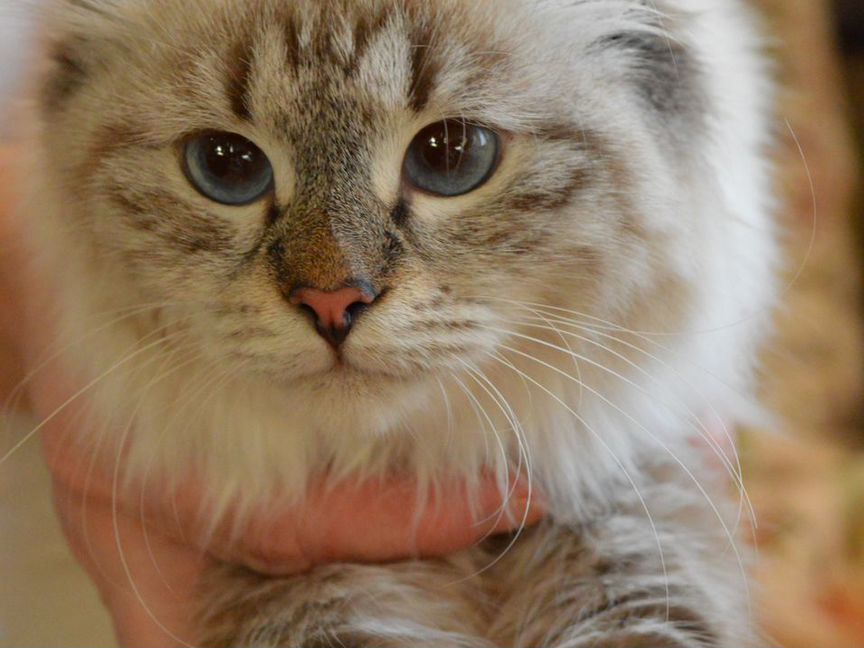 Невская юная кошечка