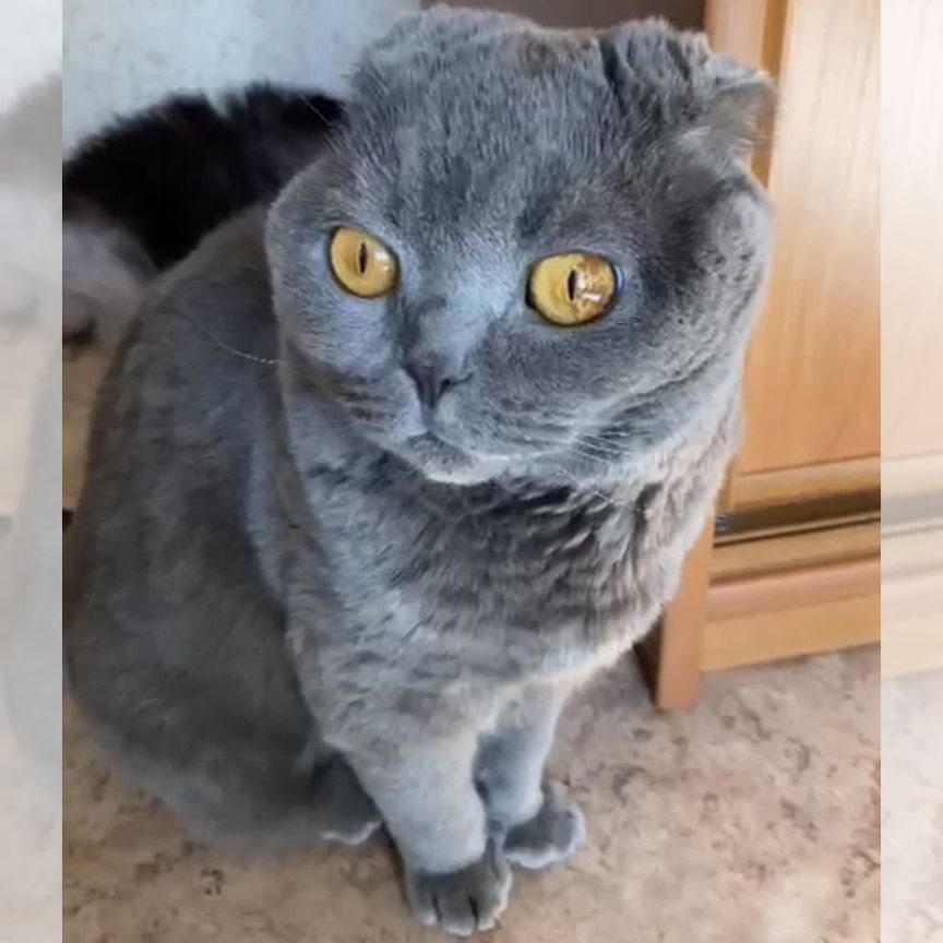 Шотландская вислоухая кошка бесплатно
