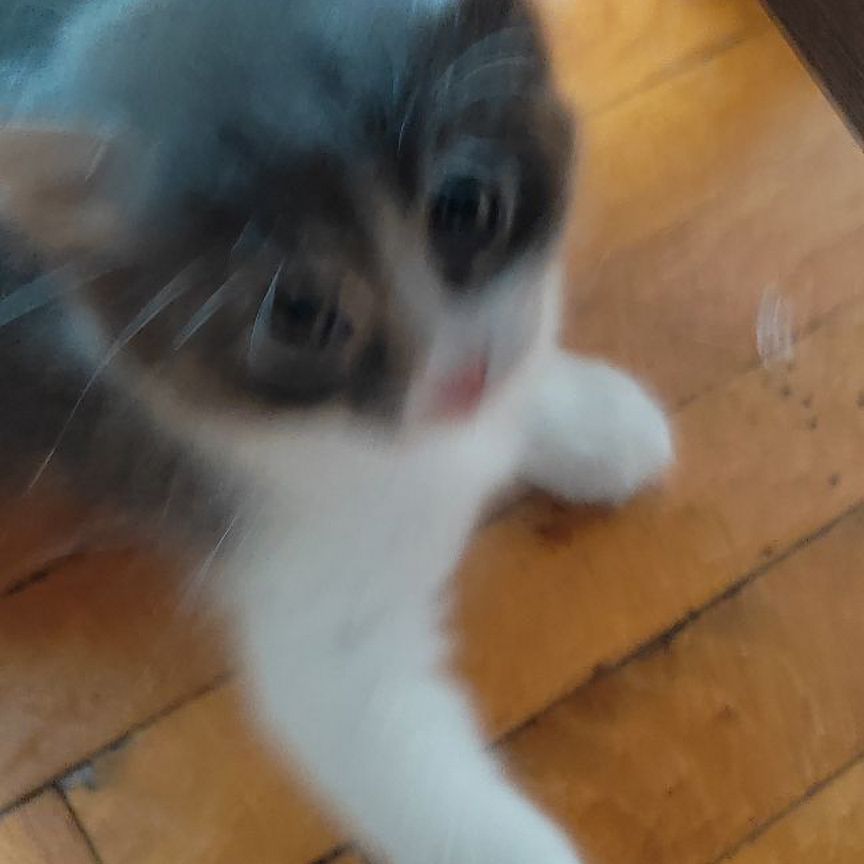 Шотландская вислоухая кошка бесплатно