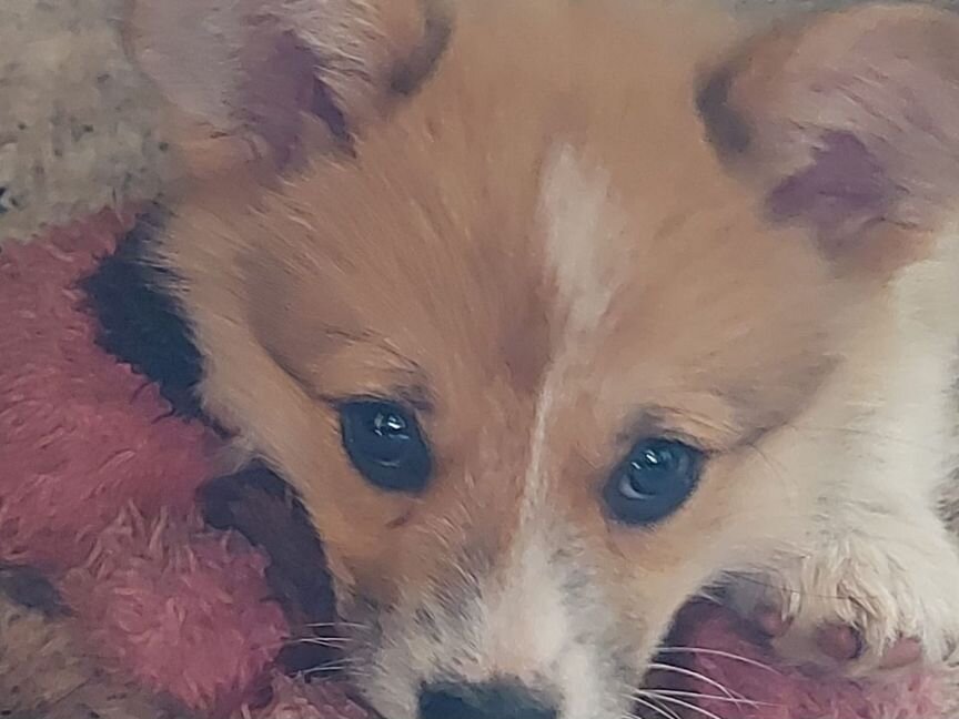 Продаются щенки Вельш-корги пемброк