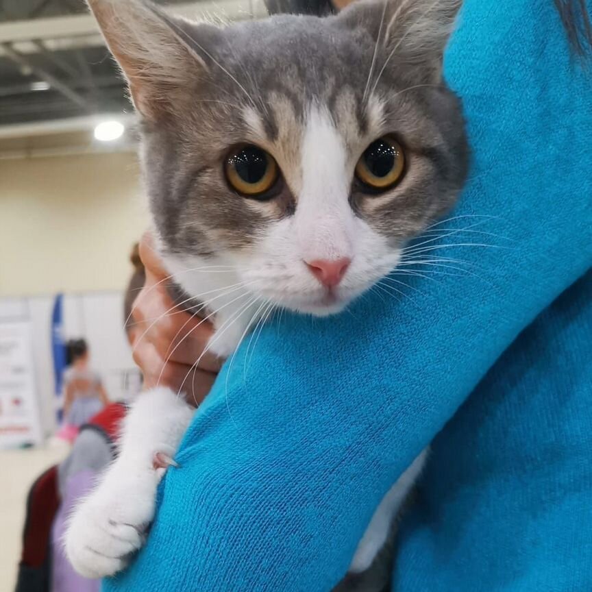 Кошечка Глаша ищет дом