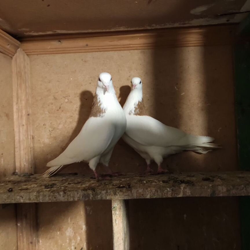 Продажа голубей