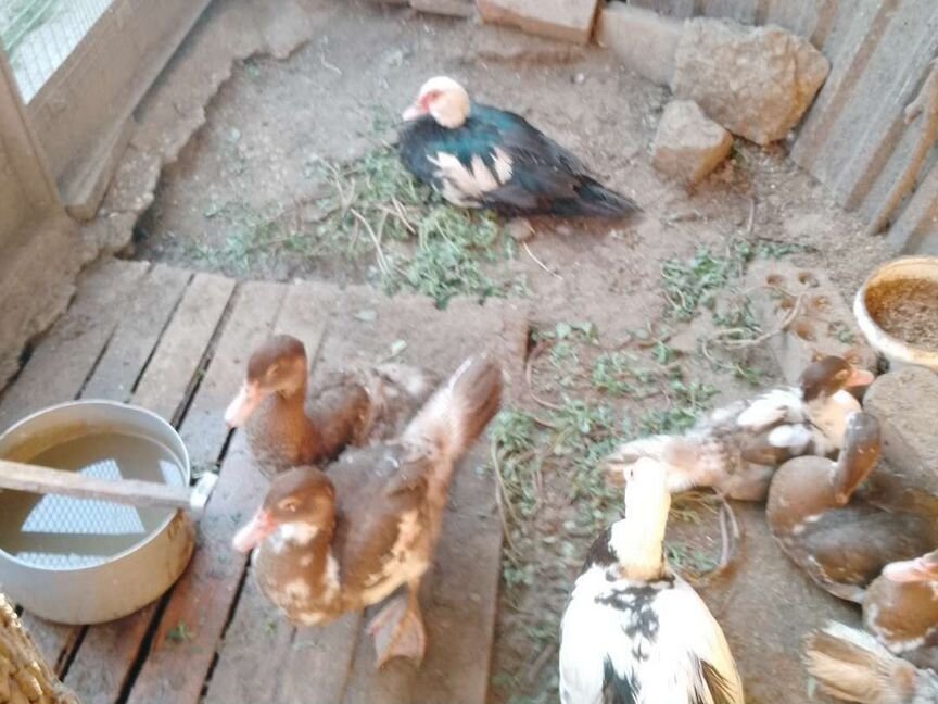 Мускусные утки