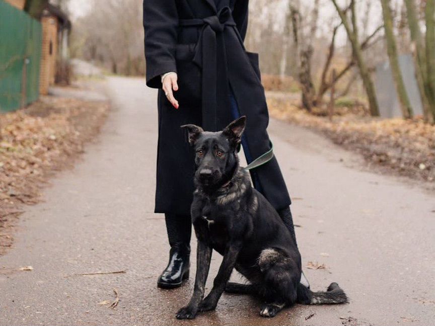 Щенок 11 месяцев в добрые руки