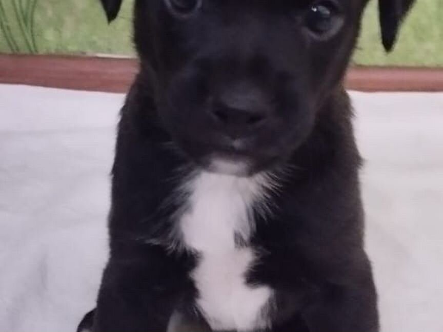 Щенок Антоша