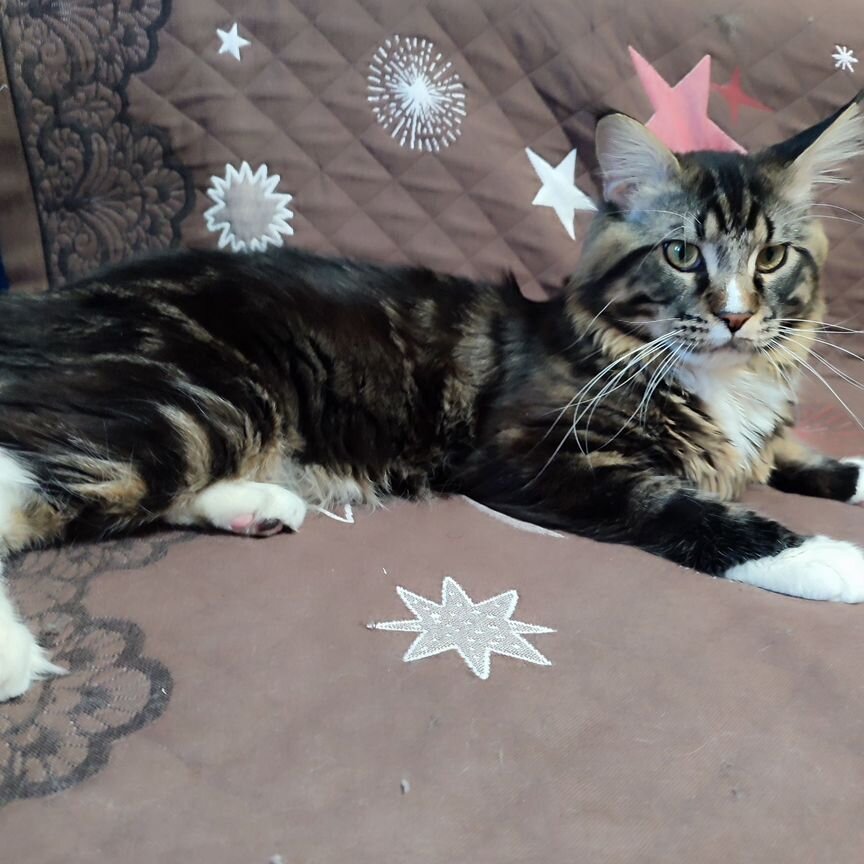 Котята мейн-кун