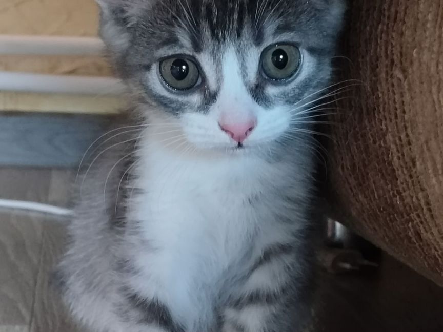 Котята от вислоухой шотланской кошечки