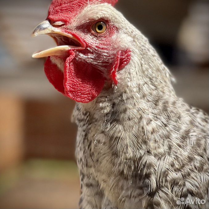 Куры мастер Грей