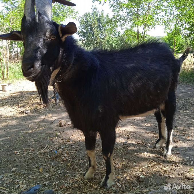 Козлы на племя