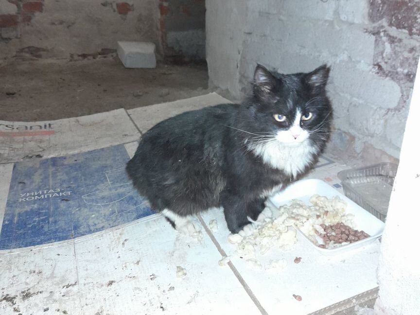 Котик замечен домашний