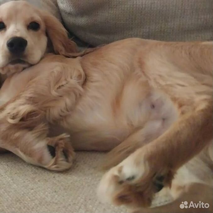 Английский кокер спаниель